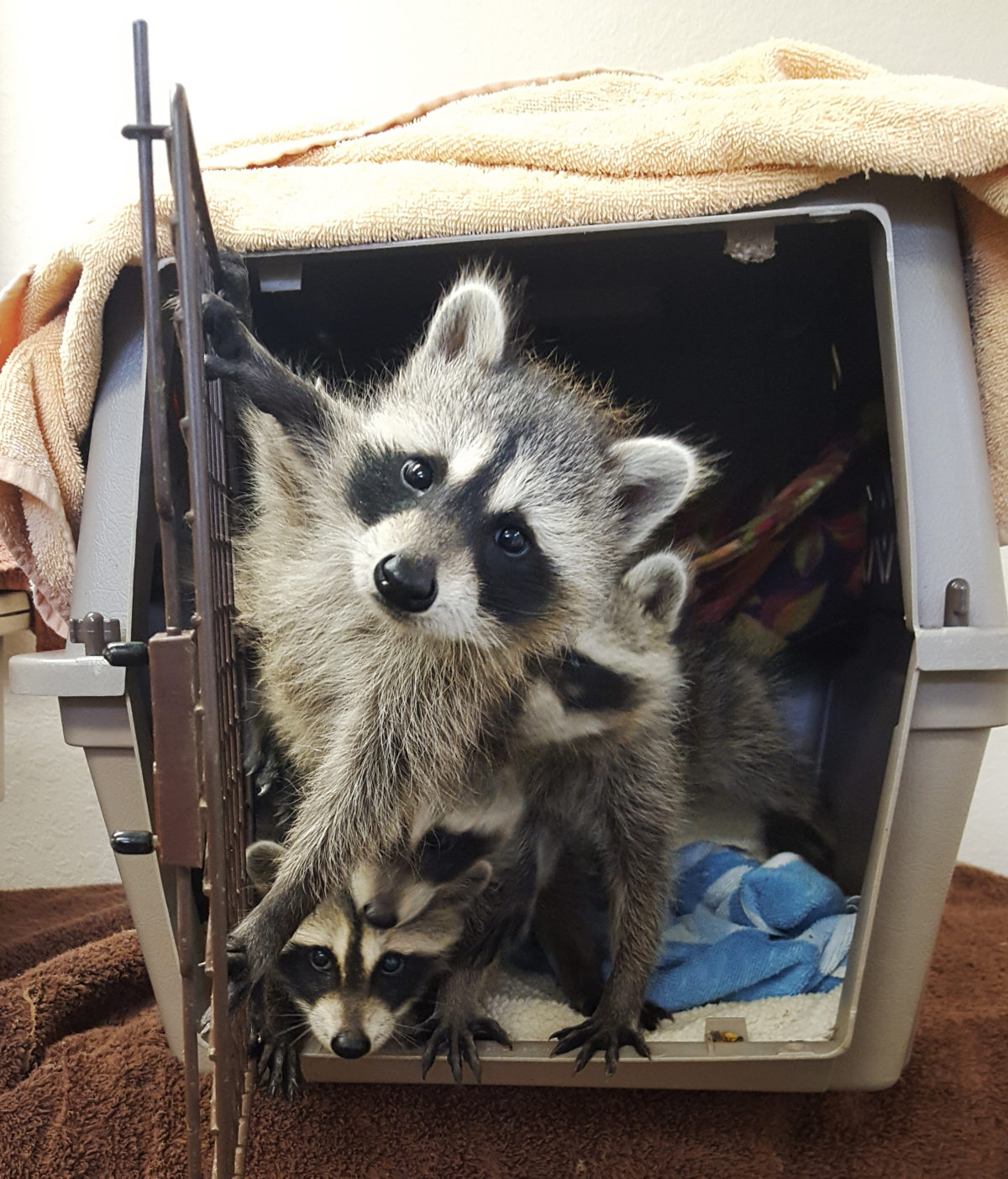 Wildlife Rehabilitation – Florida Wildlife Hospital & Sanctuary