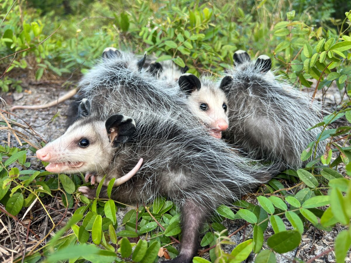 Resources - Florida Wildlife Hospital