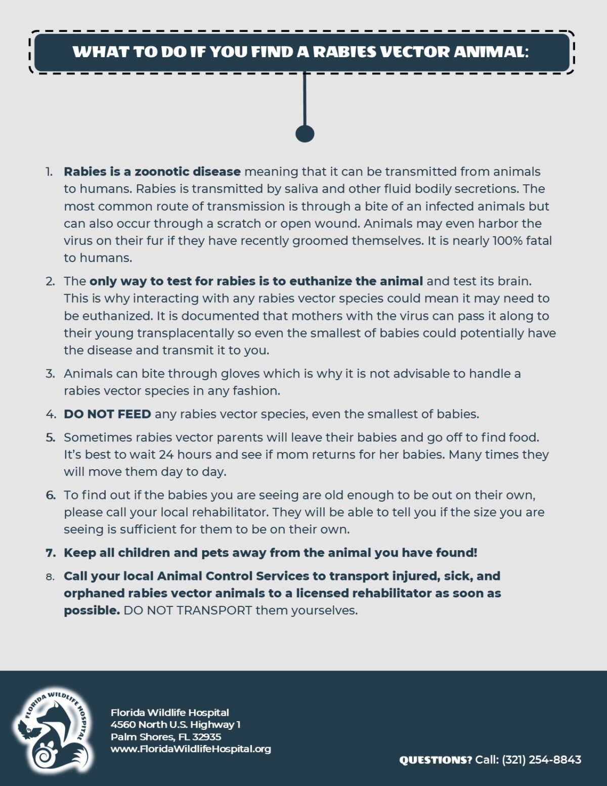 Found a Rabies Vector Species - Florida Wildlife Hospital