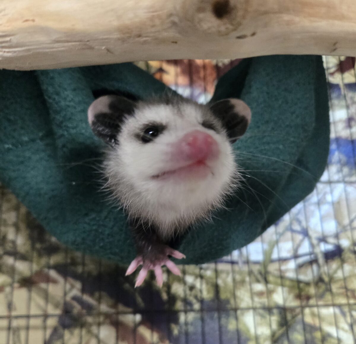 Wildlife Rehabilitation – Florida Wildlife Hospital & Sanctuary