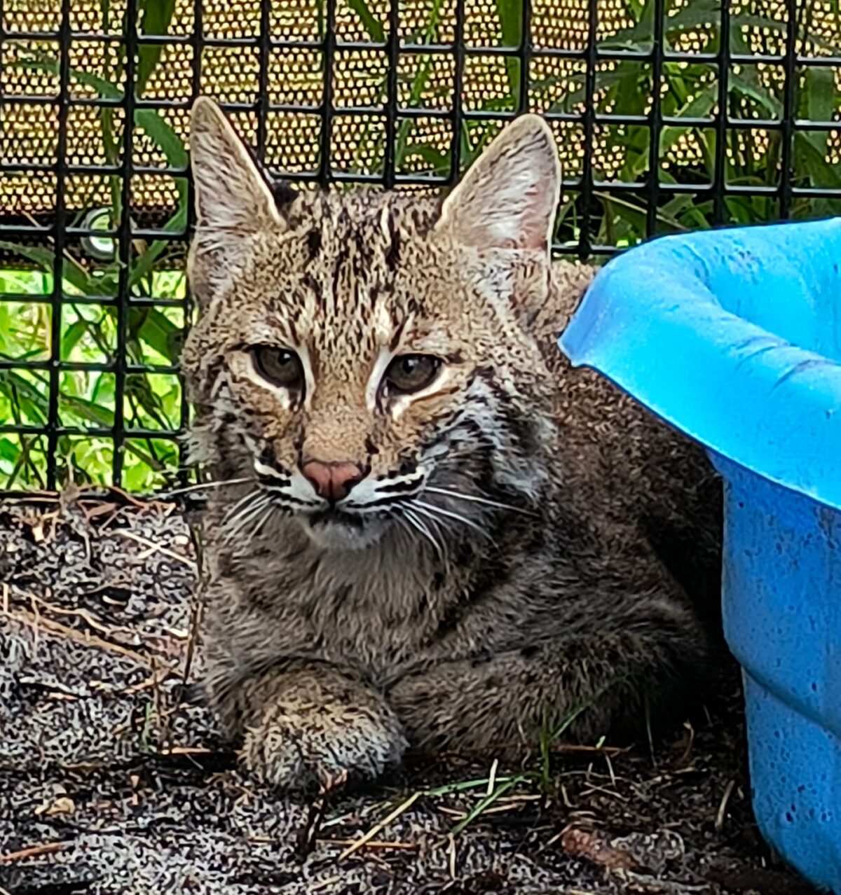 Wildlife Rehabilitation – Florida Wildlife Hospital & Sanctuary